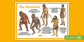 Human Evolution Display Poster (teacher made)