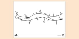 FREE! - Tree Branch Colouring | Colouring Sheets - Twinkl