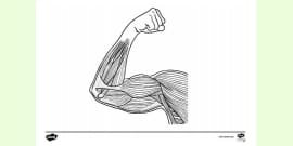 FREE! - Child's Arm Colouring | Colouring Sheets - Twinkl