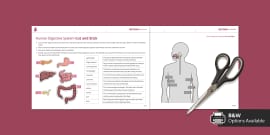 Digestive System Card Sorting Activity | Beyond Science