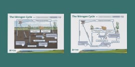 KS3 Carbon Cycle Homework Worksheet / Worksheet - Twinkl