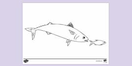 FREE! - Mackerel Fish Colouring Sheet | Colouring Sheets
