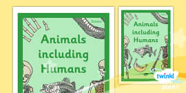 KS2 Year 3 Animals Including Humans Revision Activity Mat