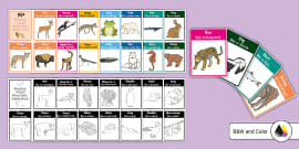 Reptile Graphic Organizer for K-2nd Grade (teacher made)