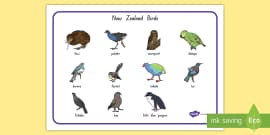 New Zealand Native Birds Kea Fact Sheet (teacher made)