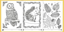 Autumn Animals Mindfulness Colouring Pages (teacher made)