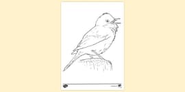 FREE! - Tui Bird Colouring Sheet | Colouring Sheets | Twinkl