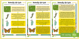 Minibeasts Life Cycle of a Butterfly Worksheets - Twinkl