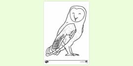 FREE! - Spotted Owl Colouring Sheet | Colouring Sheets