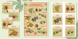 UK Tree ID Guide (Teacher-Made) - Twinkl