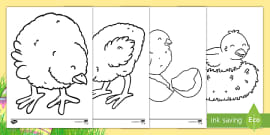 Life Cycle of a Chicken Trace and Color Activity - Twinkl