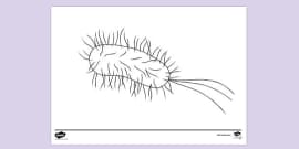 FREE! - Bacteria Cell Diagram Colouring Sheet (teacher made)