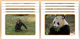 Jungle Reading Area - Bunting | Twinkl | Teacher Made