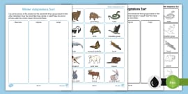 Animals In Winter Activities | Winter Animals | Twinkl