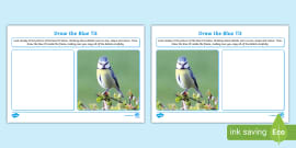 Blue Tit Fact File - KS1 - Twinkl
