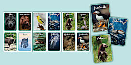 Tarjetas de animales para imprimir - Twinkl