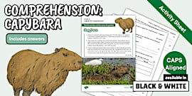 Draw the Capybara Activity