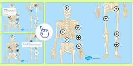 KS3 Skeleton and Muscles: If I were.... PowerPoint