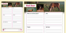 Iguana Fact File Template (teacher made) - Twinkl