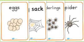 Diagram of a Spider with Labels - Body Parts Worksheets
