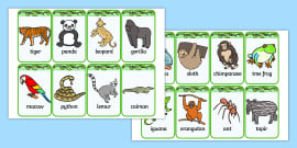 Jungle Animals Word Cards (teacher made)