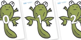 Numbers 0-31 on Tigers (teacher made) - Twinkl