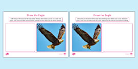 What is an Eagle? – Eagle Facts for Kids – Twinkl