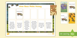 Honeybees PowerPoint (teacher made) - Twinkl