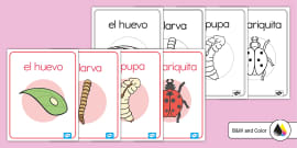 Pósters: El ciclo de vida de la mariposa | Twinkl USA