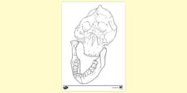 Snake Fossil - Colouring Sheet