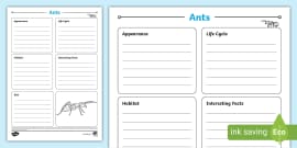 What is an Ant? – Ant Facts for Kids – Twinkl - Twinkl