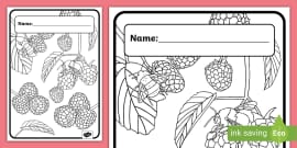 FREE! - Raspberry Colouring Sheet - Primary School - Twinkl