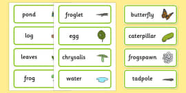 Frog Life Cycle Word Mat (Minibeasts) (teacher made)