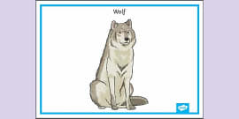 What is a wolf? - Answered - Twinkl Teaching Wiki - Twinkl