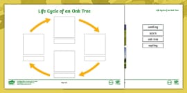 Life Cycle of an Oak Tree Activity Pack | Twinkl USA