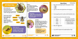 Honeybee Reading Comprehension (teacher made) - Twinkl