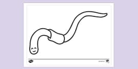 Worm Colouring (teacher made) - Twinkl