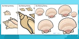 British Seashell Flashcards (teacher made) - Twinkl