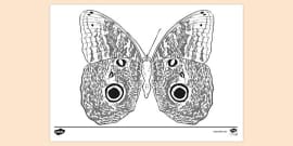 FREE! - BSL Butterfly Colouring Sheets | Colouring Pages
