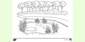 FREE! - Pond Colouring Sheet (Teacher-Made) - Twinkl