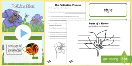 FREE! - Pollination, Fertilisation, Seed Dispersal and Germination ...