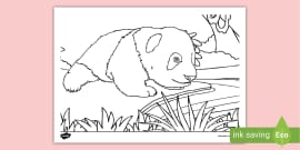 Baby Panda Colouring Sheet | Colouring In Pages - Twinkl