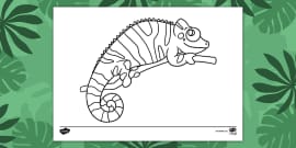 What is a chameleon? | Twinkl Teaching Wiki - Twinkl