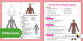 Circulatory System Cut & Paste Activity for K-2nd Grade