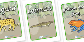 Jungle and Rainforest Word Mat | Ages 3–7 | Twinkl Resources