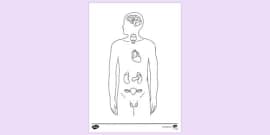 FREE! - Internal Organs Colouring Page - Colouring - KS1