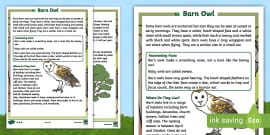 The Owl Who Was Afraid Of The Dark | Chapter 1 - 7 Questions