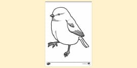 FREE! - Blue Tit Life Cycle Workbook (teacher made) - Twinkl