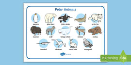 Polar Animals Display Posters