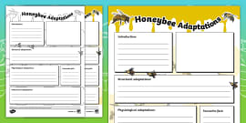 Bird Feet Adaptations (teacher made) - Twinkl